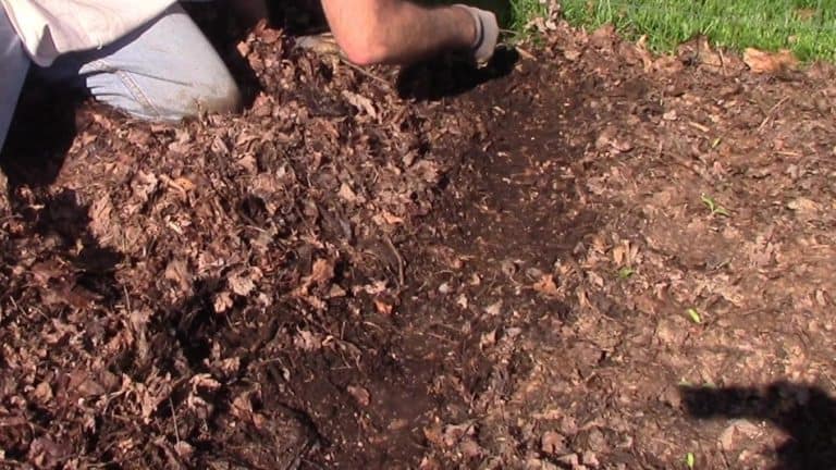 Learn exactly how to apply leaf mulch, why, and do's & don'ts | GrowIt ...