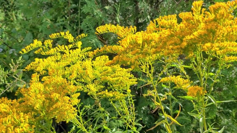 A beginner's guide to Sweet Goldenrod - quite possibly the best of all ...