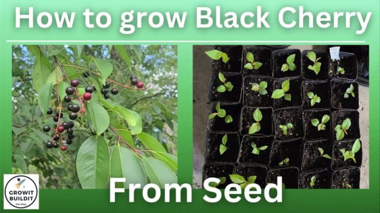A Beginner's Guide To Grow Black Cherry Trees from seed | GrowIt BuildIT