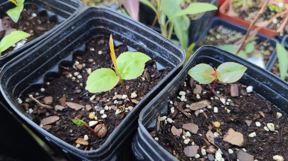 A Beginner s Guide To Grow Black Cherry Trees From Seed GrowIt BuildIT A Beginner s Guide To Grow Black Cherry Trees From Seed GrowIt BuildIT
