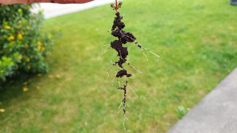 A Beginner's Guide To Grow Black Cherry Trees from seed | GrowIt BuildIT