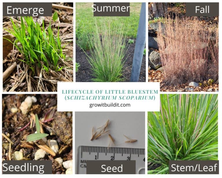 A Beginner's Guide To Little Bluestem | GrowIt BuildIT