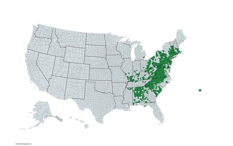 A Beginner's Guide To Mountain Mint - Types, Grow/Care, Landscaping ...