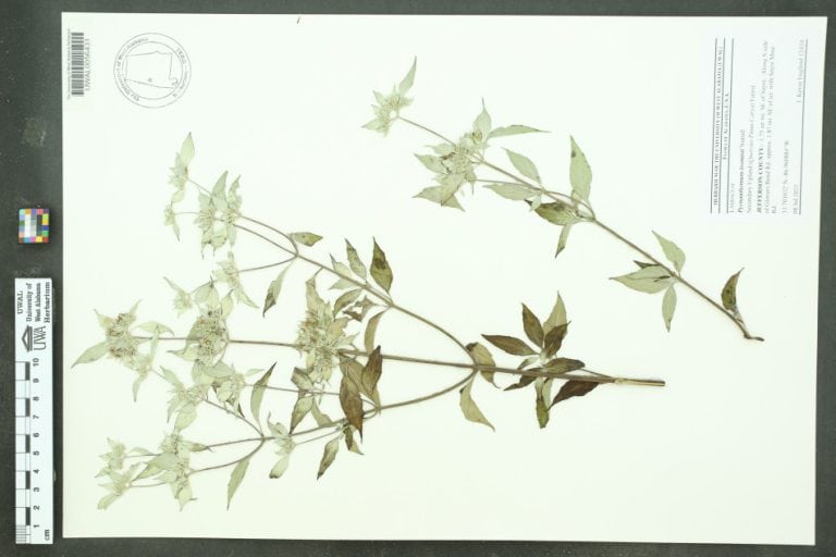 A Beginner's Guide To Mountain Mint - Types, Grow/Care, Landscaping ...