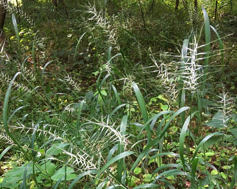 Bottlebrush Grass – A Profile On Elymus hystrix – GrowIt BuildIT