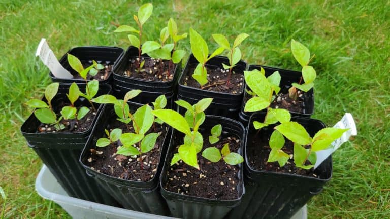 A Beginner's Guide To Grow Black Cherry Trees from seed | GrowIt BuildIT