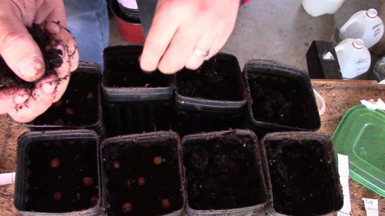 A Beginner's Guide To Grow Black Cherry Trees from seed | GrowIt BuildIT