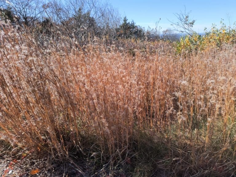 A Beginner's Guide To Little Bluestem | GrowIt BuildIT