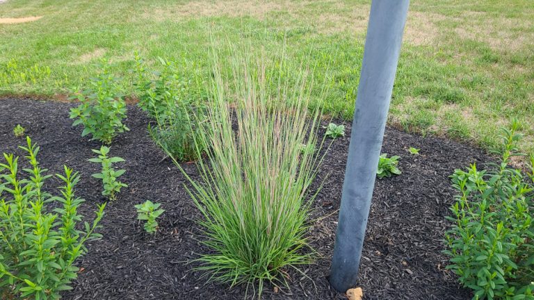 A Beginner's Guide To Little Bluestem | GrowIt BuildIT