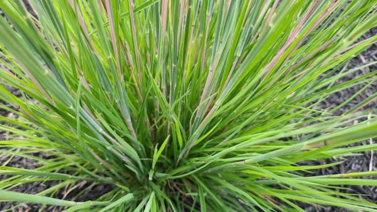 A Beginner's Guide To Little Bluestem | GrowIt BuildIT