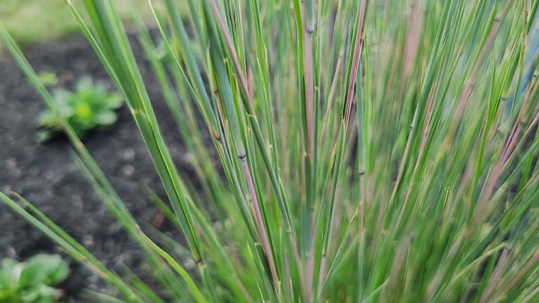 A Beginner's Guide To Little Bluestem | GrowIt BuildIT