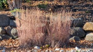 A Beginner's Guide To Little Bluestem | GrowIt BuildIT