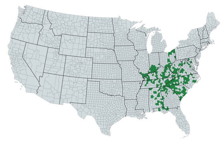 A Beginner's Guide To Mountain Mint - Types, Grow/Care, Landscaping ...