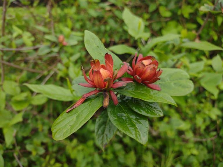 The Top 16 Fragrant Native Plants – GrowIt BuildIT