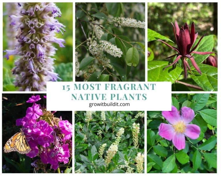 The Top 16 Fragrant Native Plants – GrowIt BuildIT