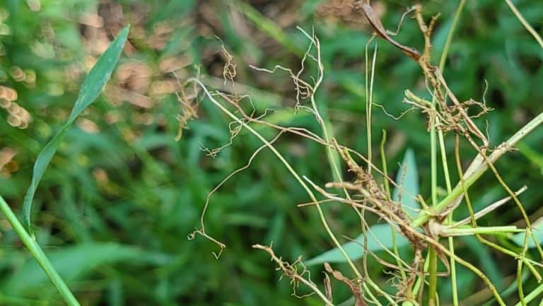Controlling Japanese Stiltgrass – A Beginner’s Guide – GrowIt BuildIT