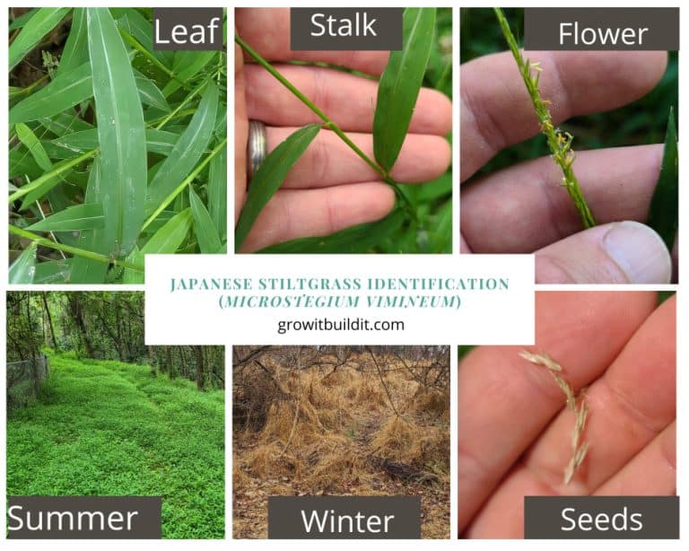 A Beginner's Guide To Japanese Stiltgrass | GrowIt BuildIT