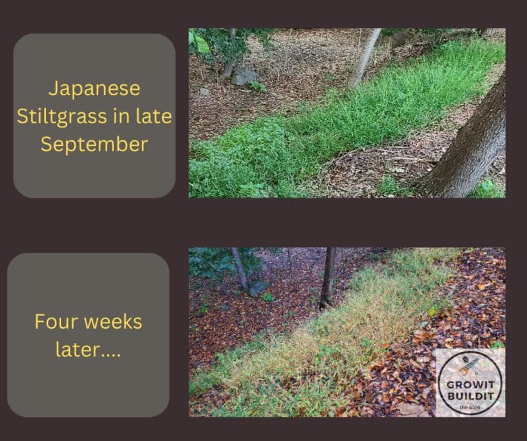 A Beginner's Guide To Japanese Stiltgrass | GrowIt BuildIT