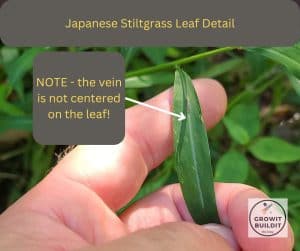 A Beginner's Guide To Japanese Stiltgrass | GrowIt BuildIT