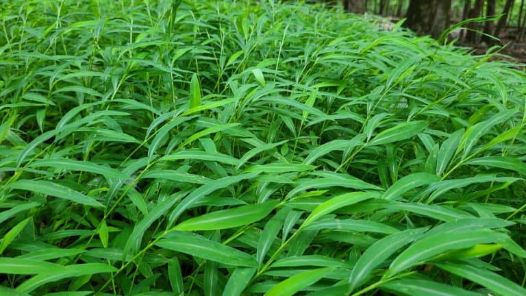 A Beginner's Guide To Japanese Stiltgrass | GrowIt BuildIT