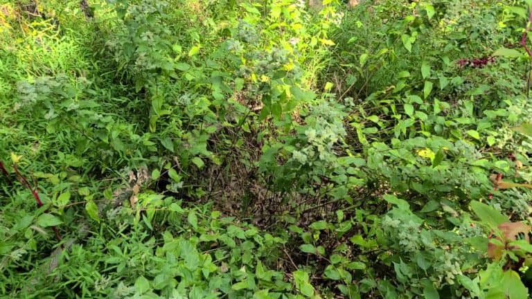 Controlling Japanese Stiltgrass – A Beginner’s Guide – GrowIt BuildIT