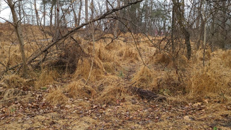 A Beginner's Guide To Japanese Stiltgrass | GrowIt BuildIT