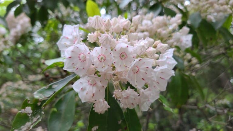 The Top 16 Fragrant Native Plants – GrowIt BuildIT