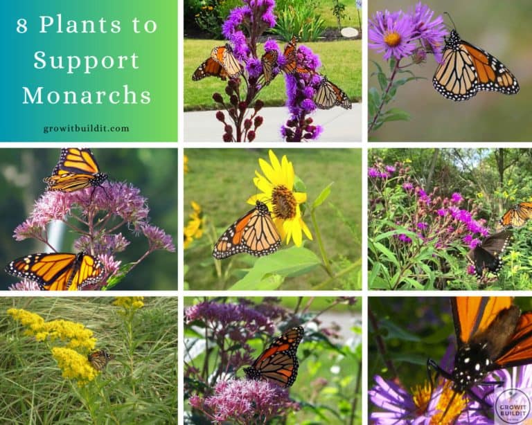 8 Native Plants To Support Monarch Butterflies (That aren’t milkweed ...
