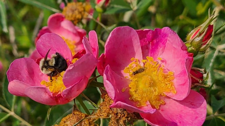 The Top 16 Fragrant Native Plants – GrowIt BuildIT