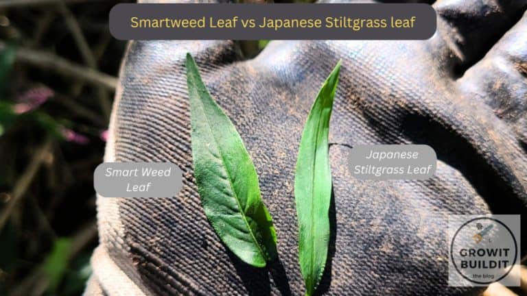 Controlling Japanese Stiltgrass – A Beginner’s Guide – GrowIt BuildIT
