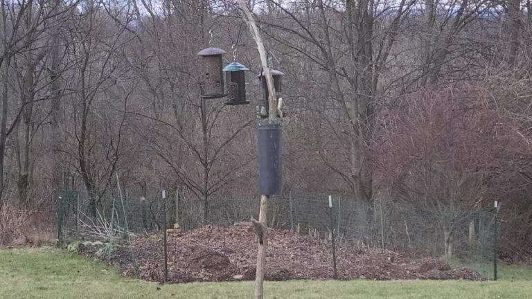 How To Truly Squirrel-Proof A Birdfeeder – GrowIt BuildIT