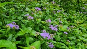 Blue Mistflower – An Aggressive Native With A Purpose – GrowIt BuildIT