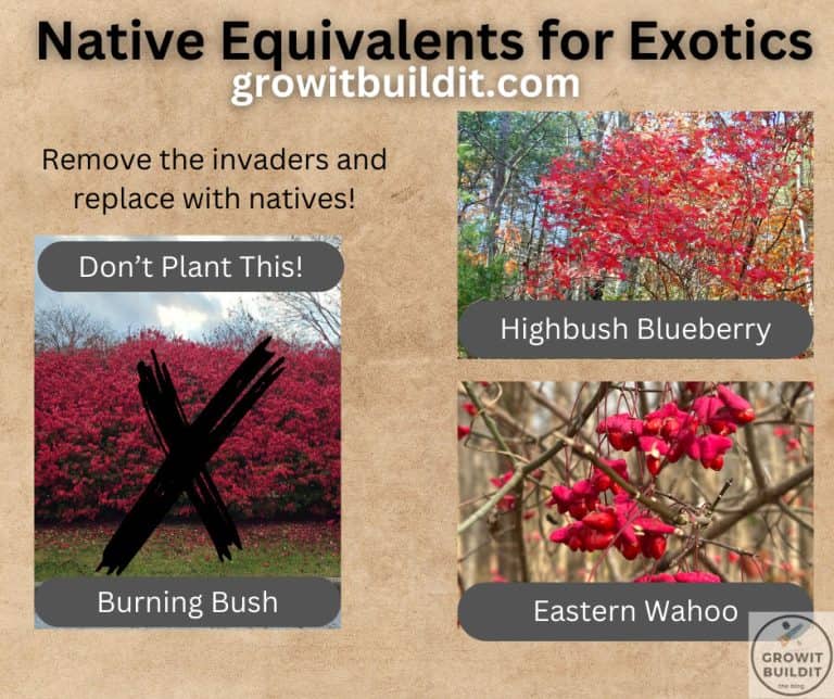 Native Plant Equivalents For Exotics – GrowIt BuildIT