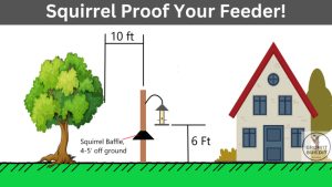 How To Truly Squirrel-Proof A Birdfeeder – GrowIt BuildIT
