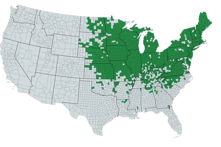 A Beginner's Guide To Common Milkweed | GrowIt BuildIT