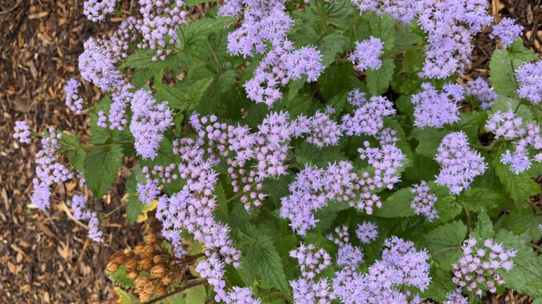 Blue Mistflower – An Aggressive Native With A Purpose – GrowIt BuildIT