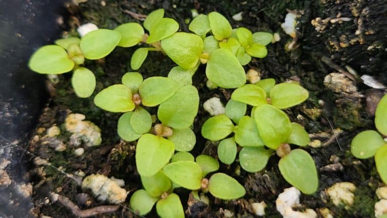 Blue Mistflower – An Aggressive Native With A Purpose – GrowIt BuildIT