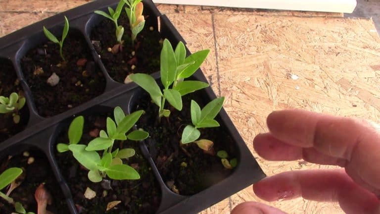 A Beginner's Guide To Common Milkweed | GrowIt BuildIT