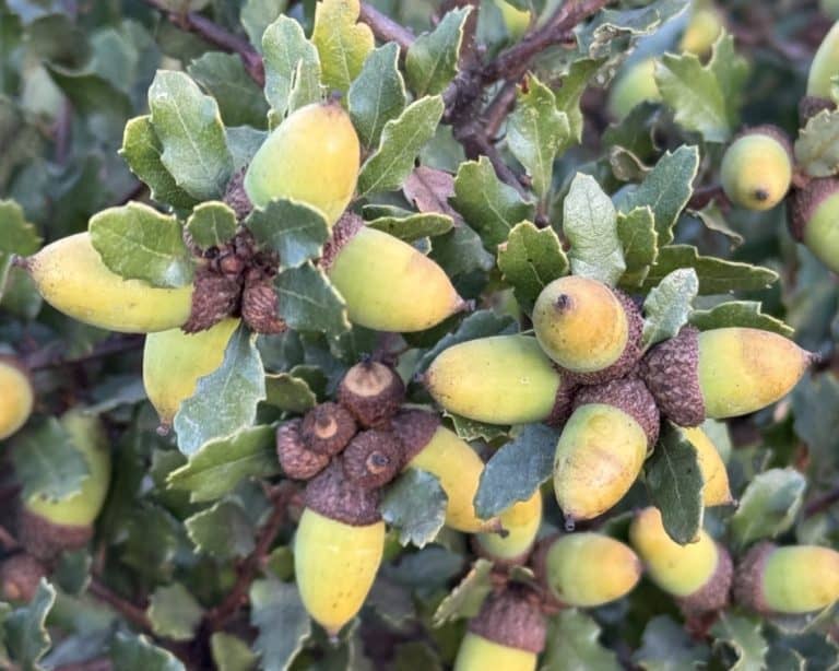 A beginner's guide to selecting smaller oak trees for suburban or urban ...