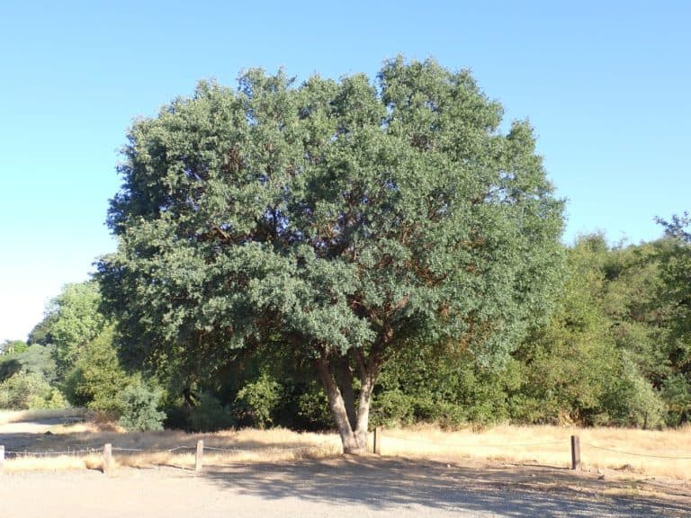 A beginner's guide to selecting smaller oak trees for suburban or urban ...