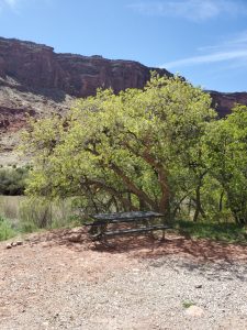 A beginner's guide to selecting smaller oak trees for suburban or urban ...