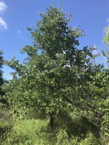 A beginner's guide to selecting smaller oak trees for suburban or urban ...