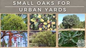 A beginner's guide to selecting smaller oak trees for suburban or urban ...