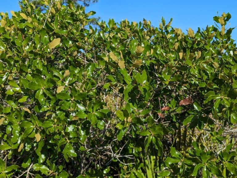 A beginner's guide to selecting smaller oak trees for suburban or urban ...