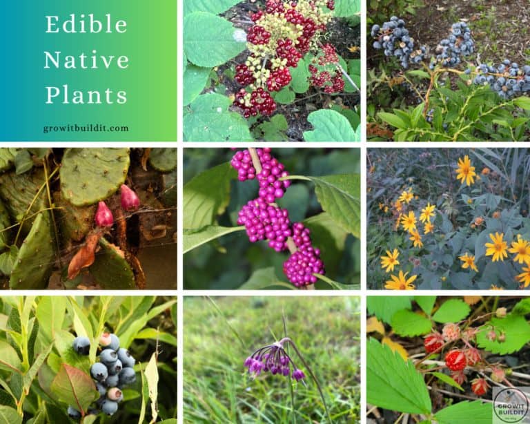 40 Edible Native Plants! – GrowIt BuildIT
