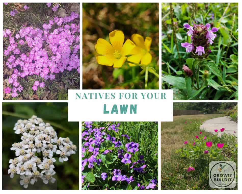 Natives In Your Lawn – The Mowable Native Ground Covers – GrowIt BuildIT