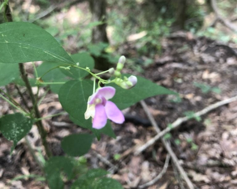 40 Edible Native Plants! – GrowIt BuildIT