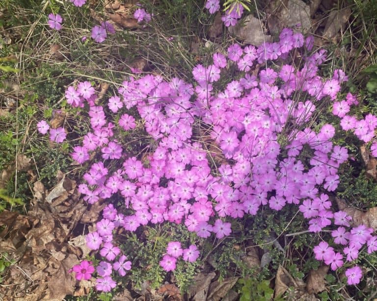 Natives In Your Lawn – The Mowable Native Ground Covers – GrowIt BuildIT