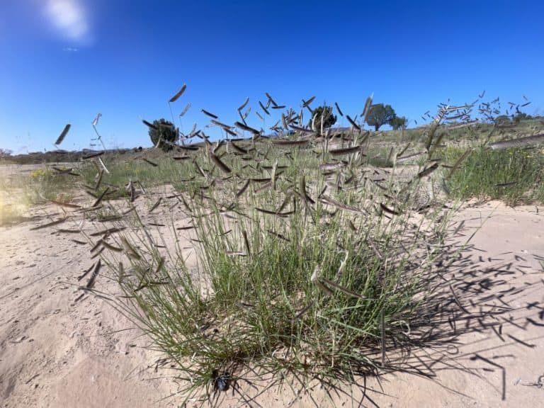 Native Blue Grama – The Ultimate In Drought Tolerant Grasses – GrowIt ...