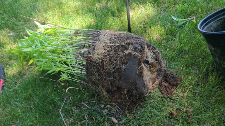 How to Stop Plants from Spreading – Guide/Pictures – GrowIt BuildIT